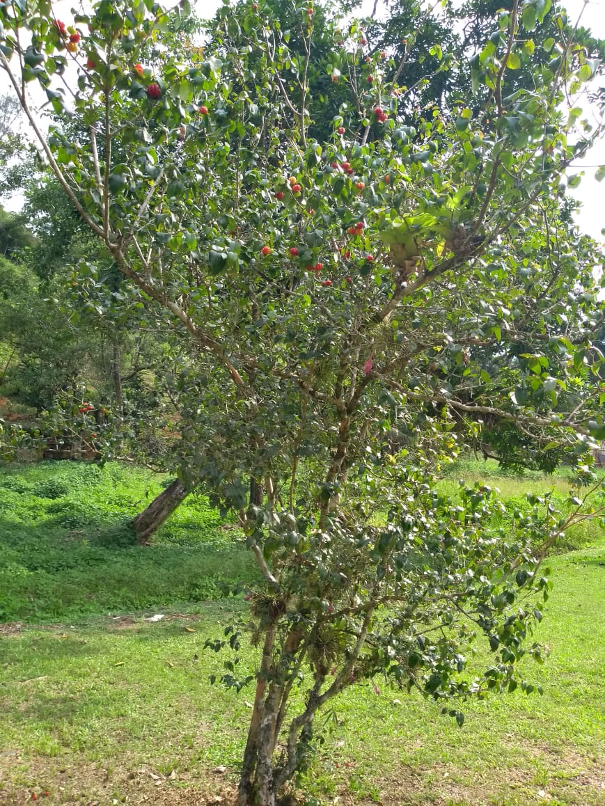 Eletrobras Eletronuclear